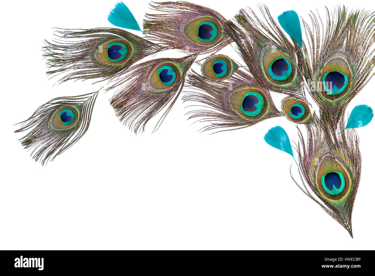 Pfauenfeder muster -Fotos und -Bildmaterial in hoher Auflösung – Alamy