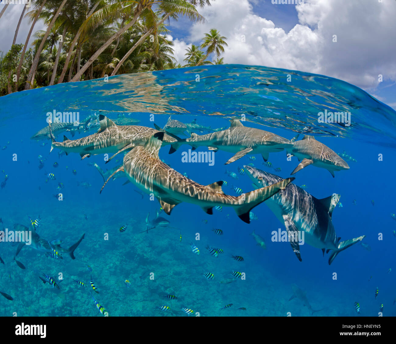 Schwarzspitzen-Riffhaie, Carcharhinus Melanopterus und graue Riffhaie ...