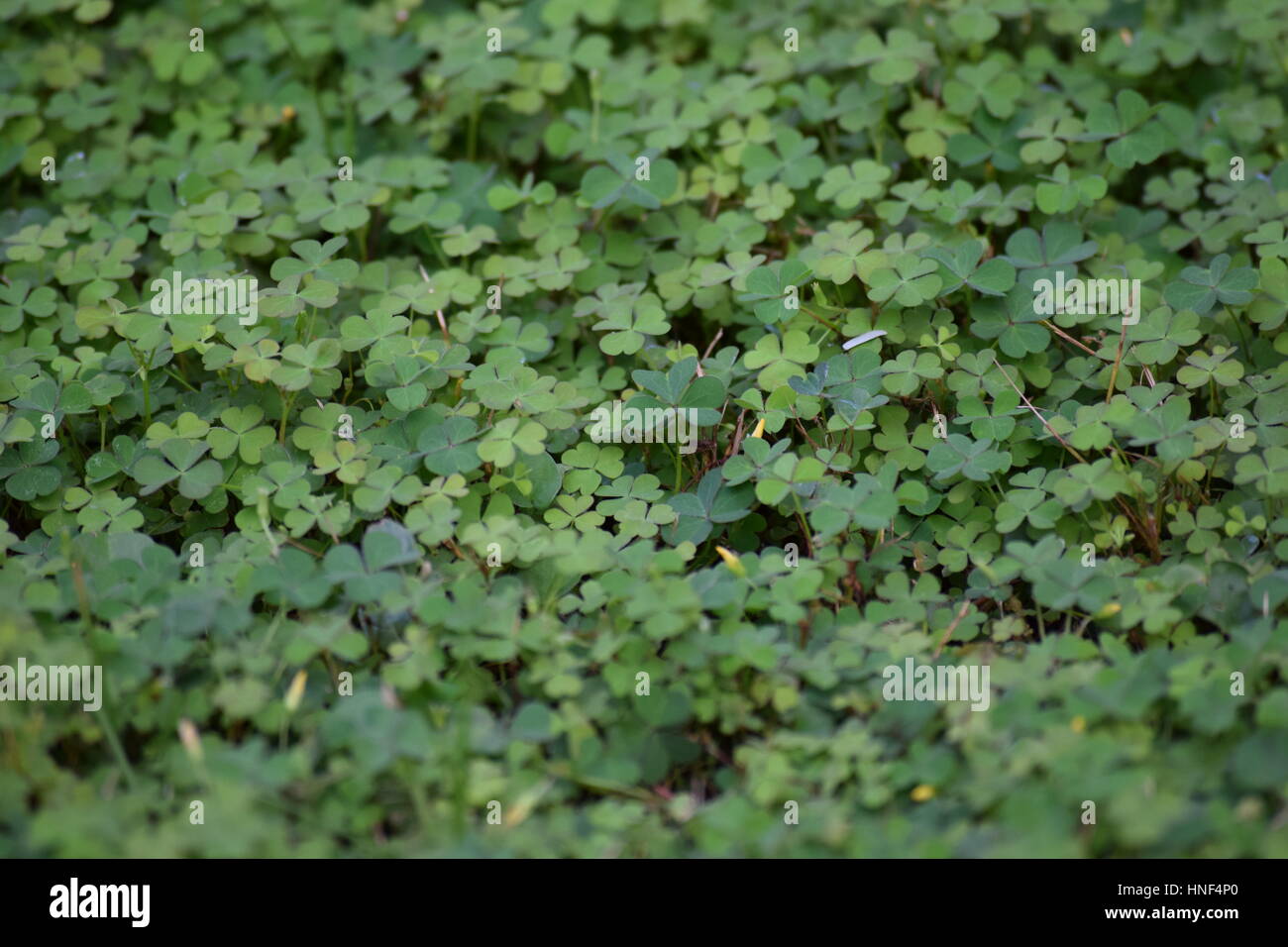 Klee garten -Fotos und -Bildmaterial in hoher Auflösung – Alamy