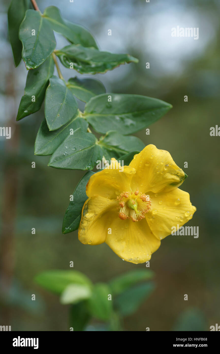 Hypericum rowallane -Fotos und -Bildmaterial in hoher Auflösung – Alamy