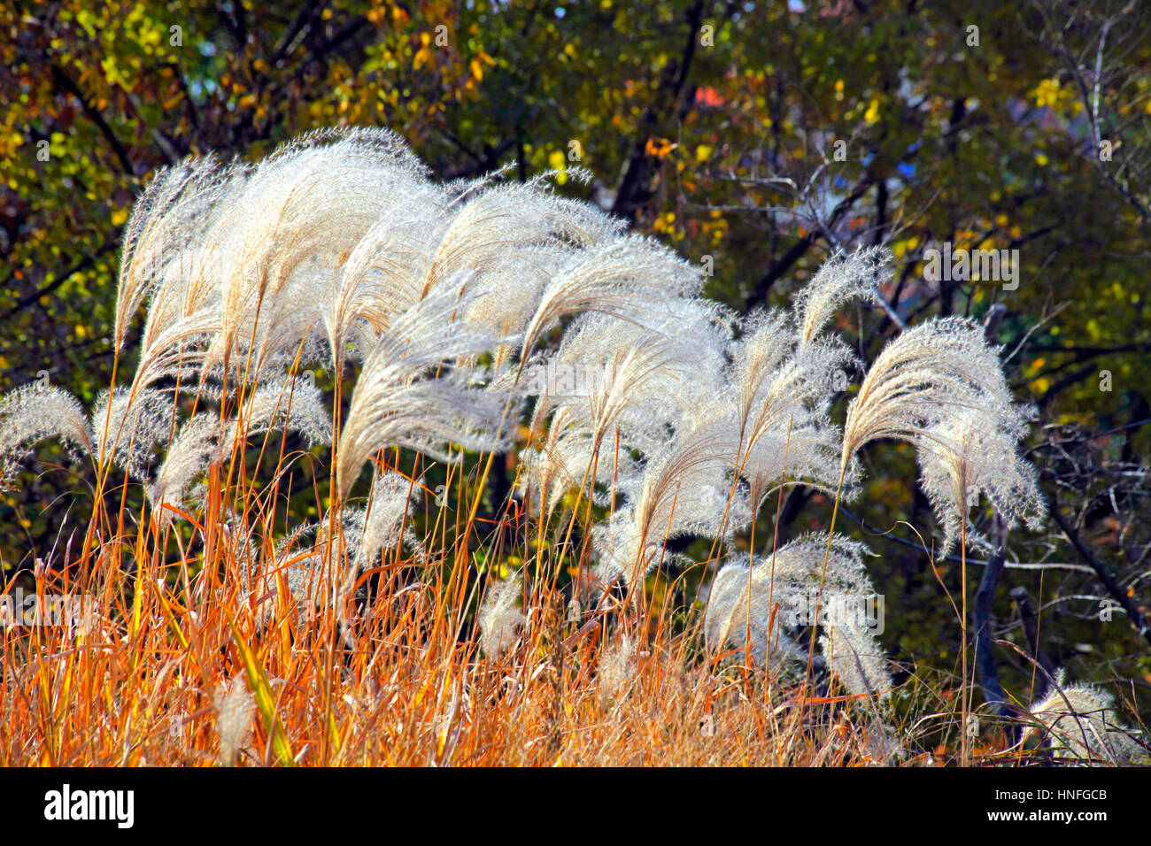 Showa Memorial Park Tachikawa Stadt Tokio Japan Stockfotografie - Alamy