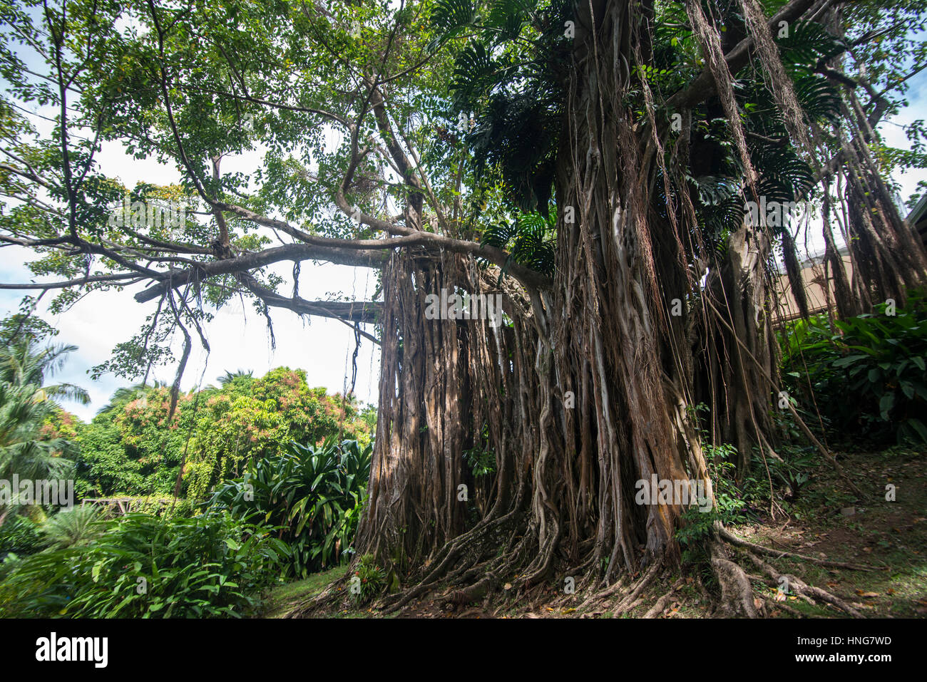 Weinender feigenbaum ficus benjamina -Fotos und -Bildmaterial in hoher ...