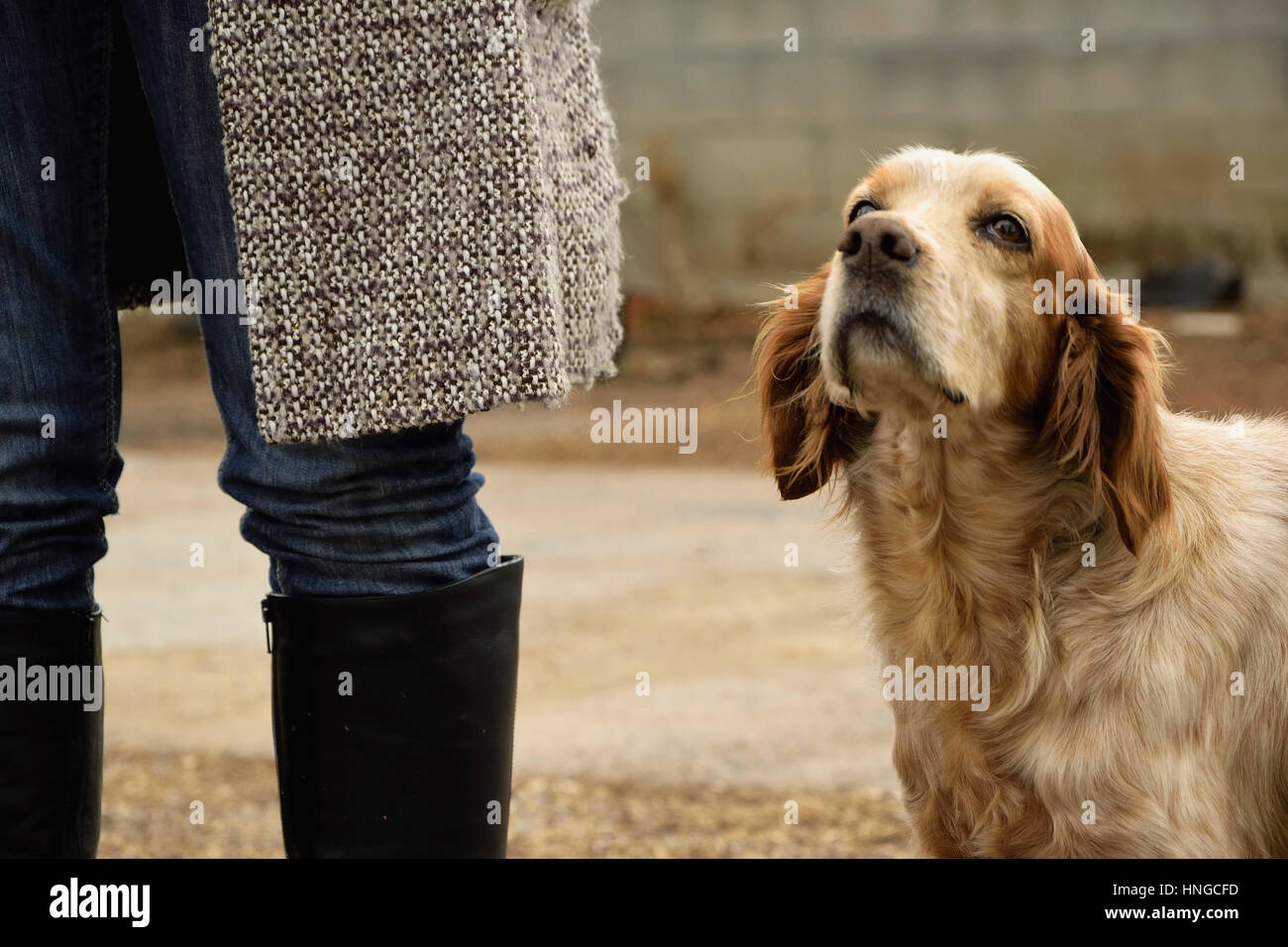 Mann mit jagdhund und stiefel -Fotos und -Bildmaterial in hoher ...