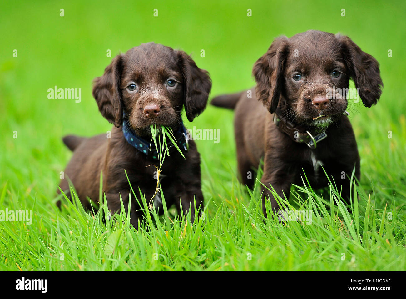 Mit Welpen Stockfotos und -bilder Kaufen - Alamy