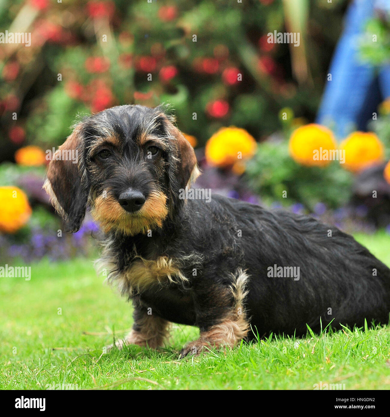 Drahthaar Dackel Stockfotos und -bilder Kaufen - Alamy