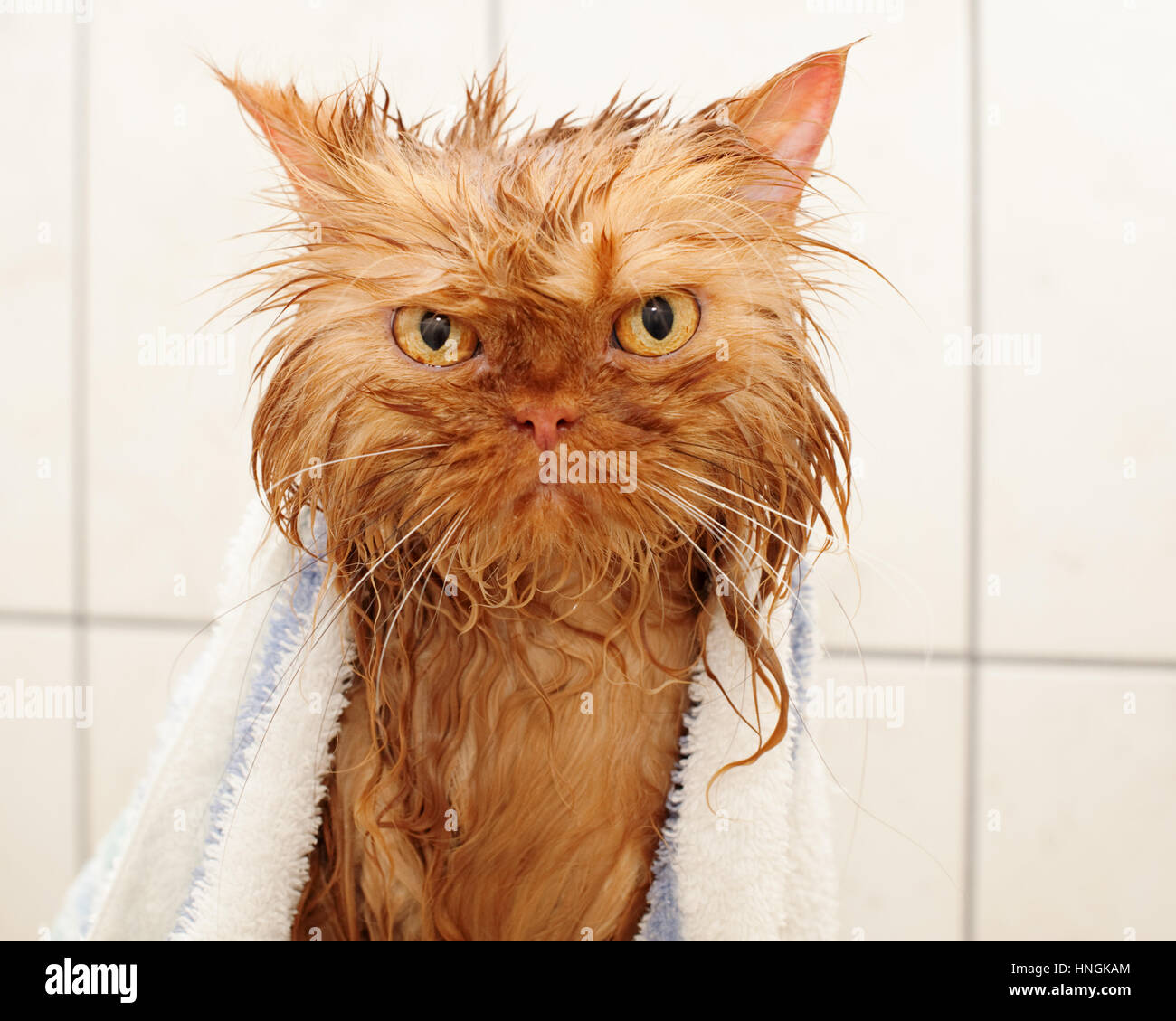 Nasse Katze Stockfotos und -bilder Kaufen - Alamy