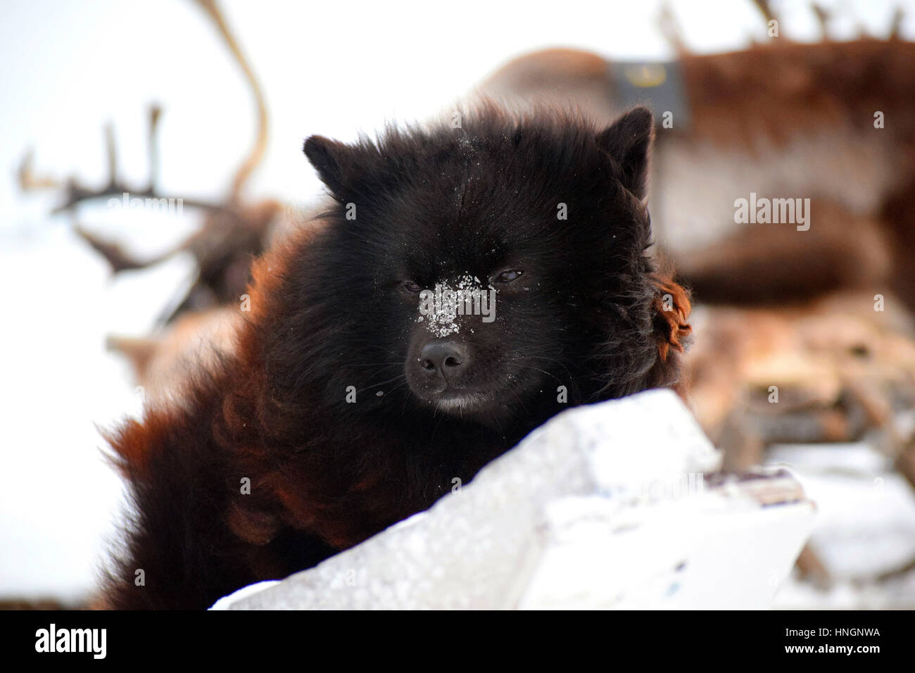 Laika der hund -Fotos und -Bildmaterial in hoher Auflösung – Alamy