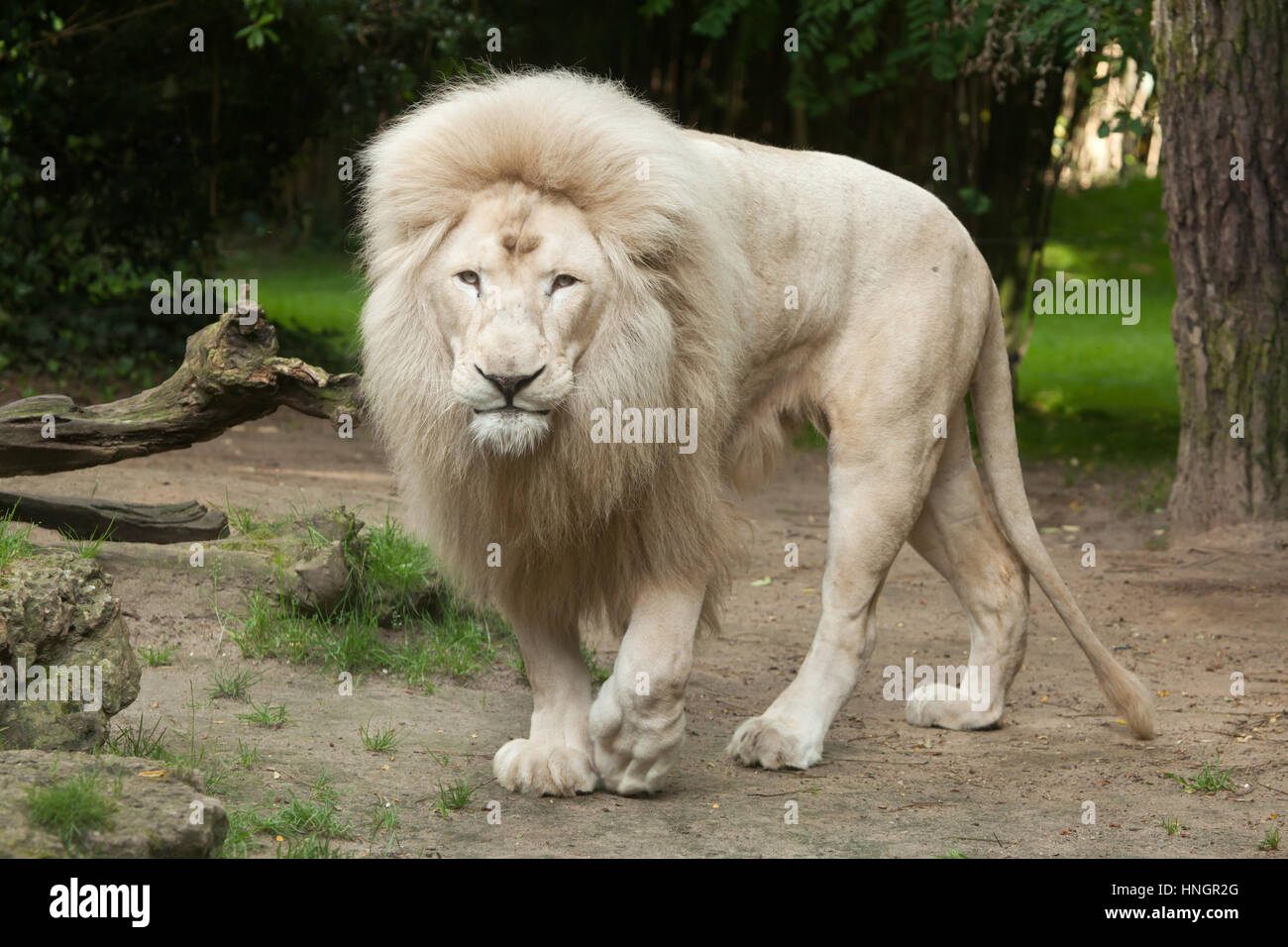 Männlichen weißen Löwen im Zoo von La Fleche im Loire-Tal, Frankreich ...