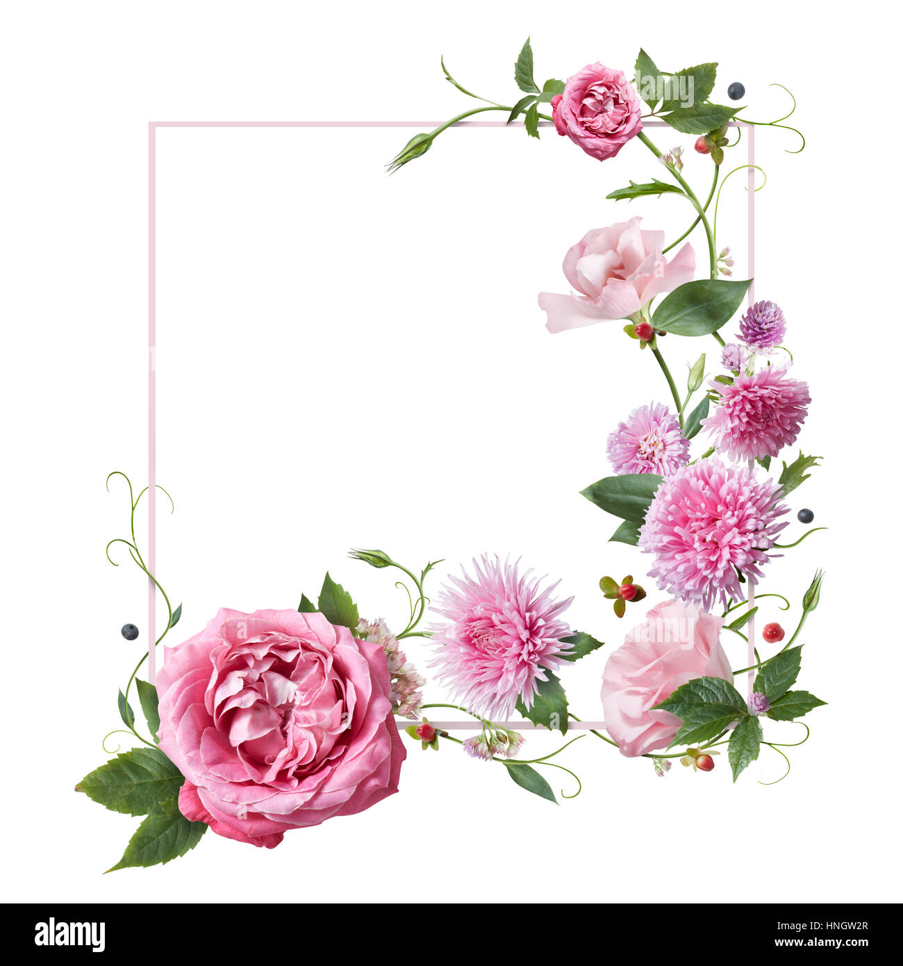quadratischer Rahmen rosa Blumen auf weißem Hintergrund Stockfotografie ...