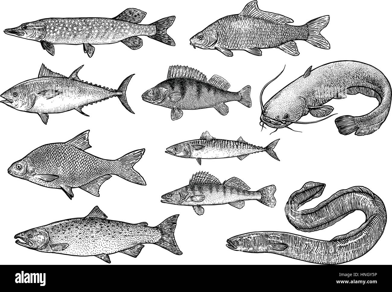 Pike fish illustration -Fotos und -Bildmaterial in hoher Auflösung – Alamy