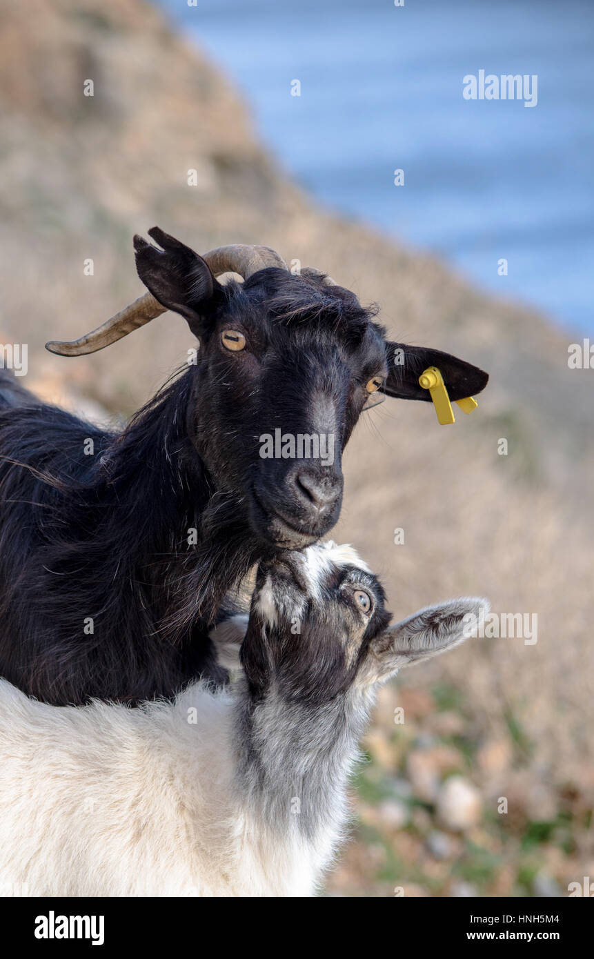 Kretische Ziege mit Hörnern und ihr Baby, Kreta, Griechenland ...
