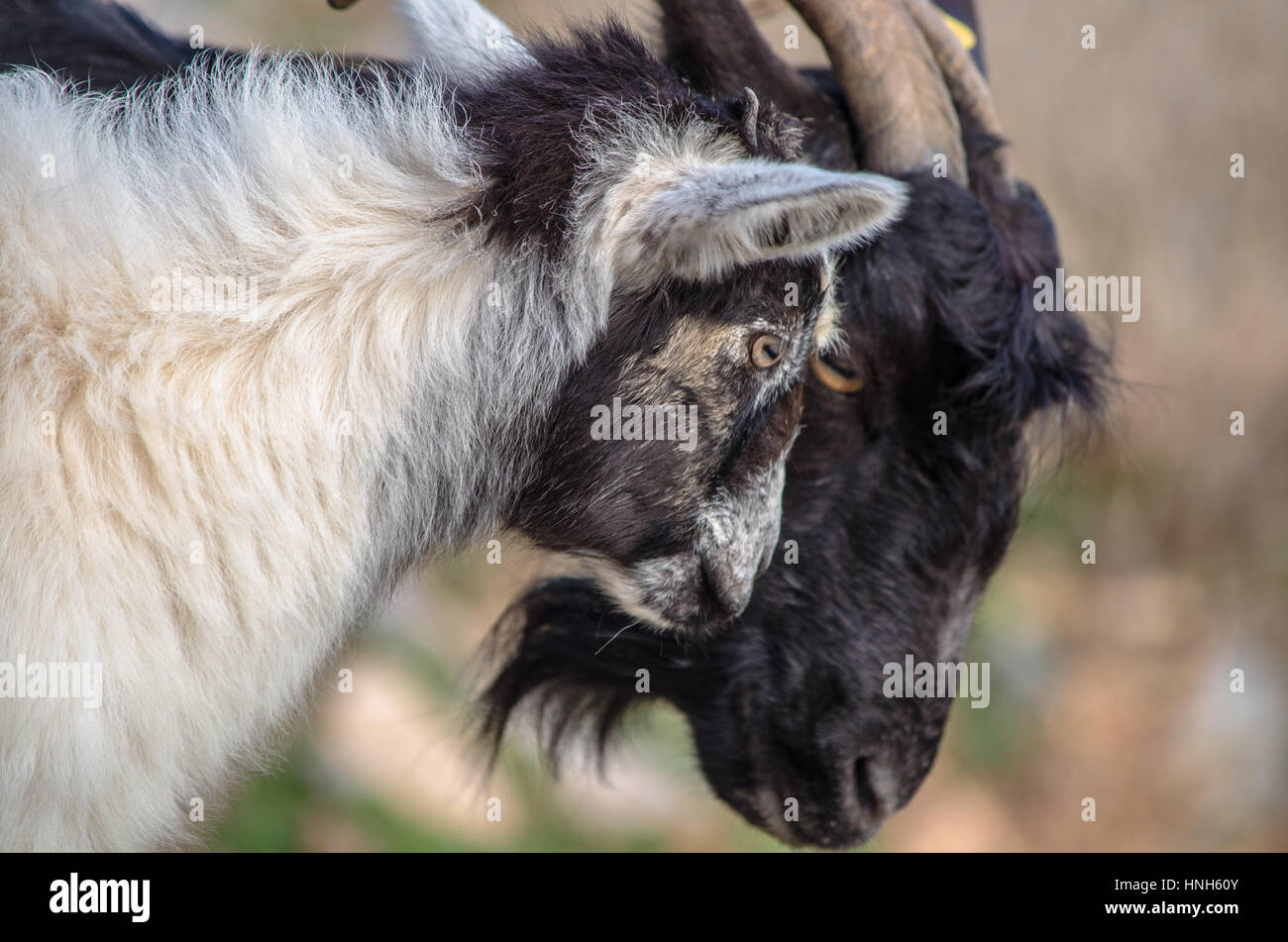 Kretische Ziege mit Hörnern und ihr Baby, Kreta, Griechenland ...