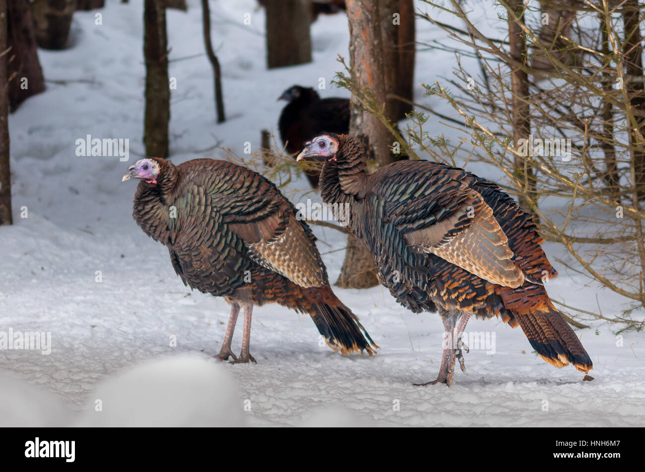 Wilde truthahnjagd -Fotos und -Bildmaterial in hoher Auflösung – Alamy