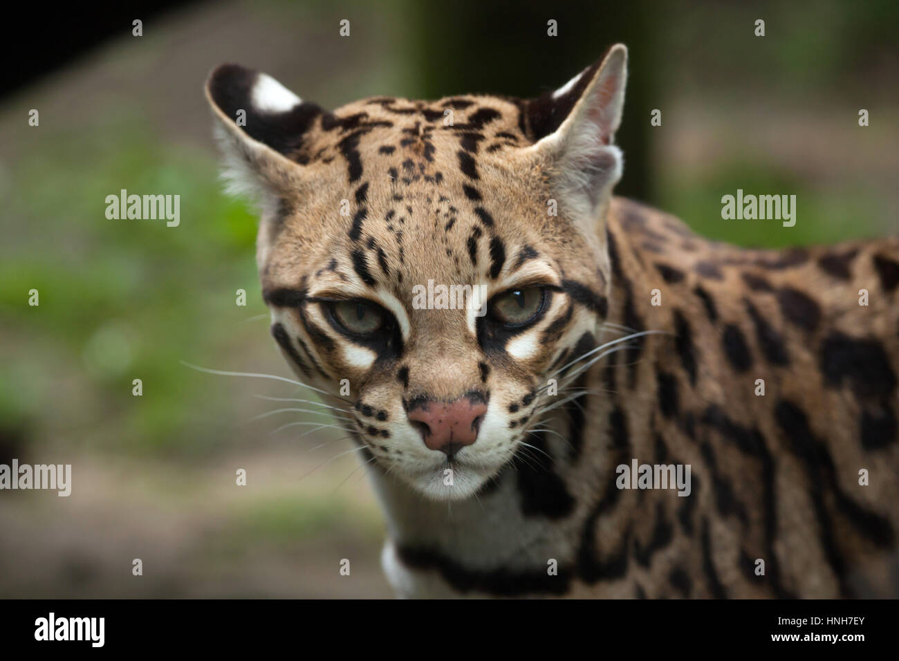 Ozelot (pardalis Pardalis), auch bekannt als der Zwerg-Leopard ...