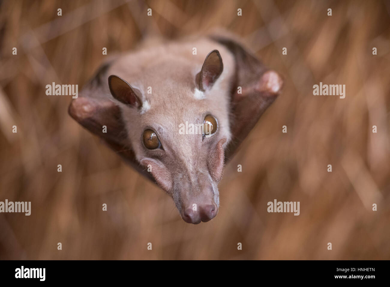Epauletted fruit bat -Fotos und -Bildmaterial in hoher Auflösung – Alamy