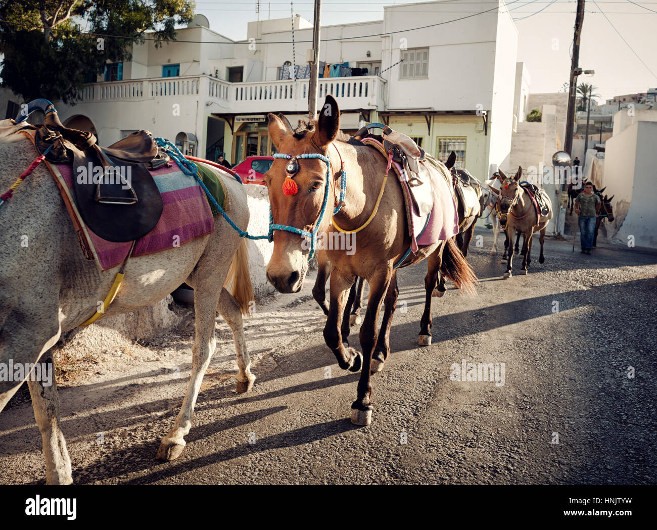 Esel im sommer -Fotos und -Bildmaterial in hoher Auflösung – Alamy