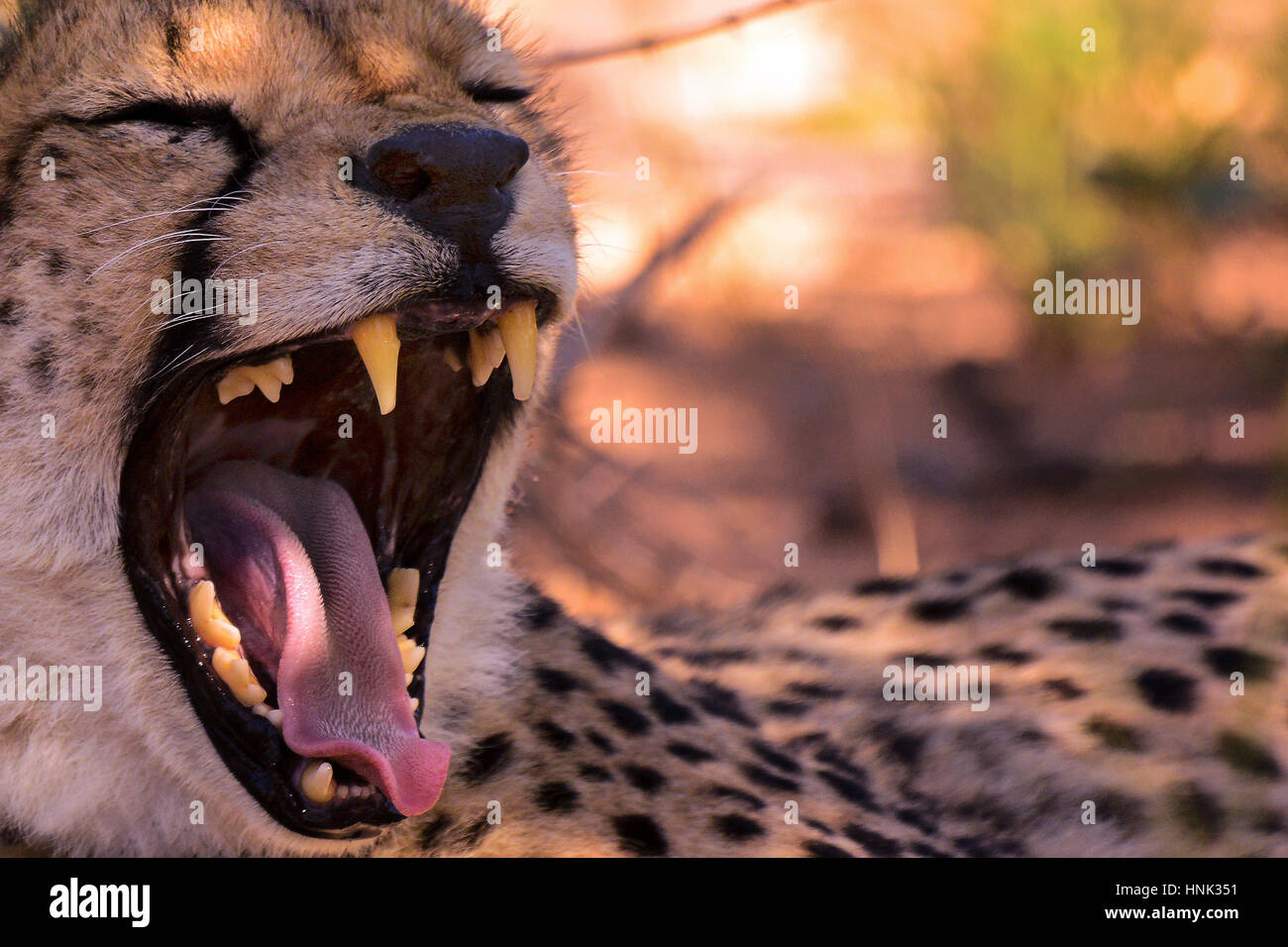 Gepard gesicht detail -Fotos und -Bildmaterial in hoher Auflösung – Alamy