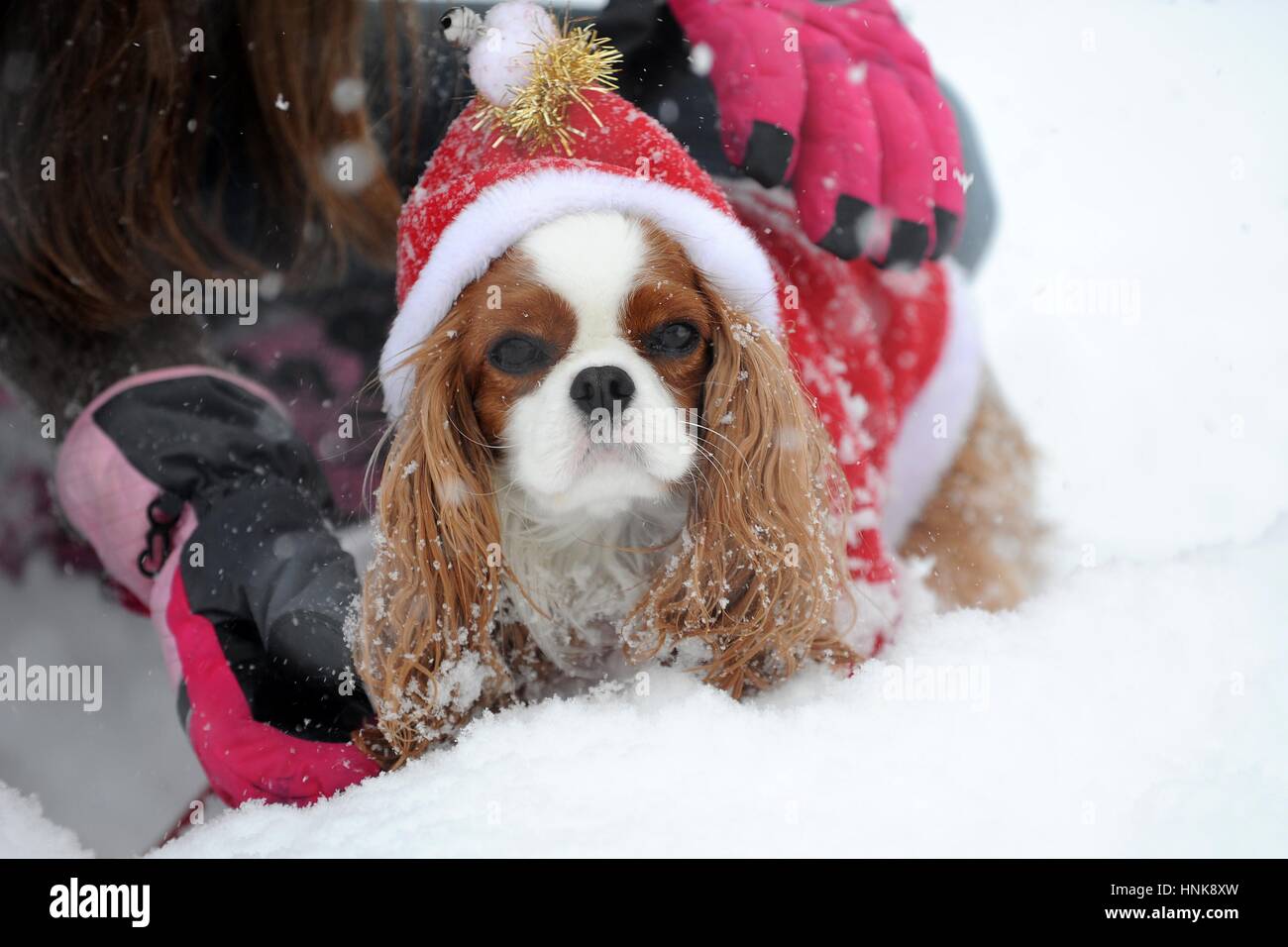 King Charles Cavalier Hund im Schnee in einem roten Mantel Weihnachten ...