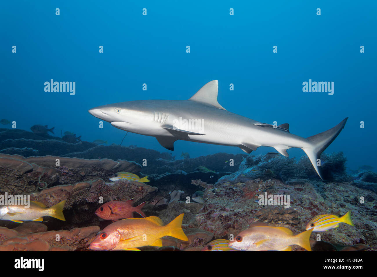 Coral reef destruction -Fotos und -Bildmaterial in hoher Auflösung – Alamy