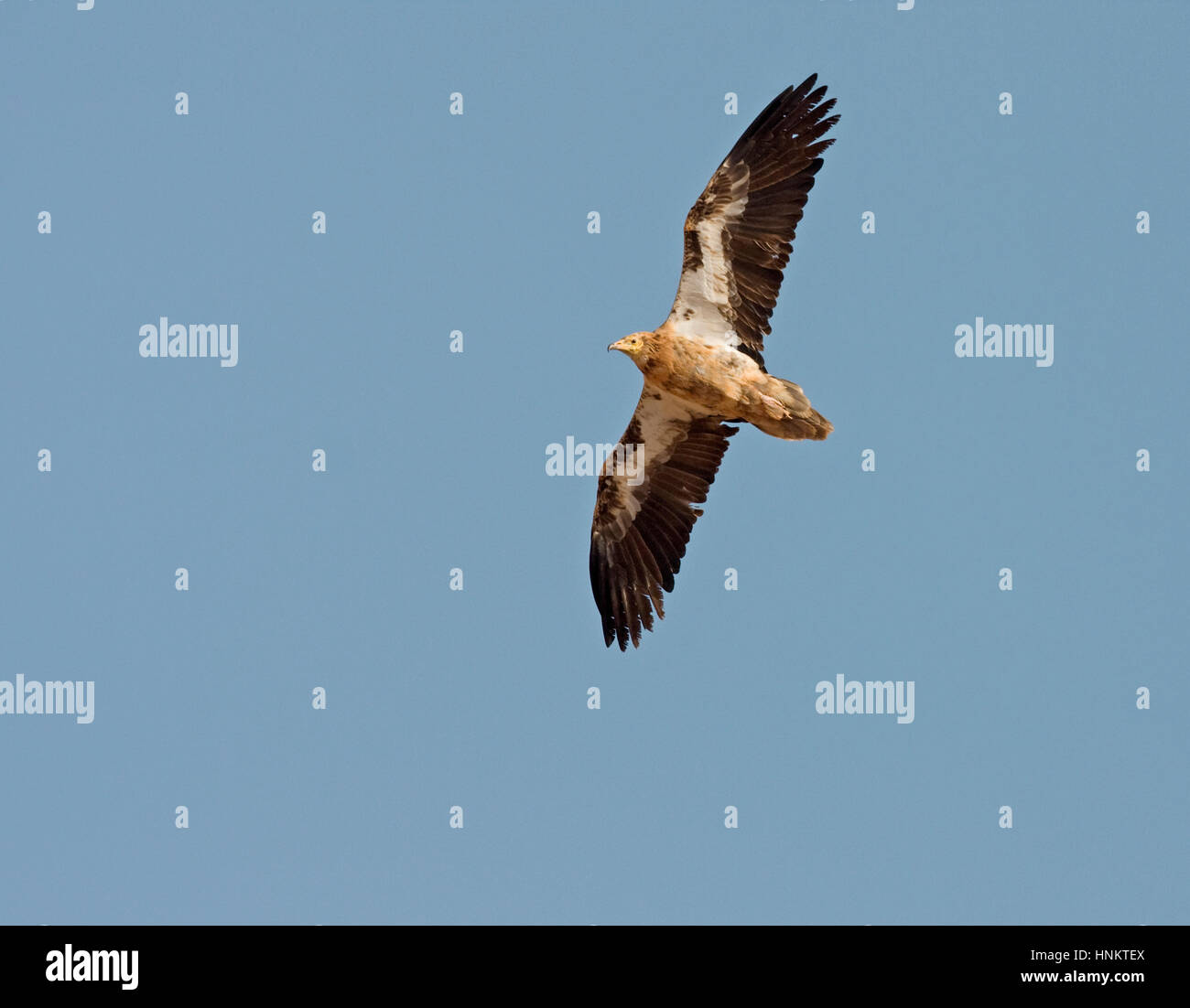 Kanarischer Schmutzgeier - Neophron Percnopterus majorensis ...