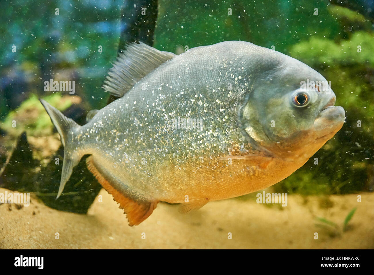 Piranha Fisch Seitenansicht hautnah Stockfotografie - Alamy