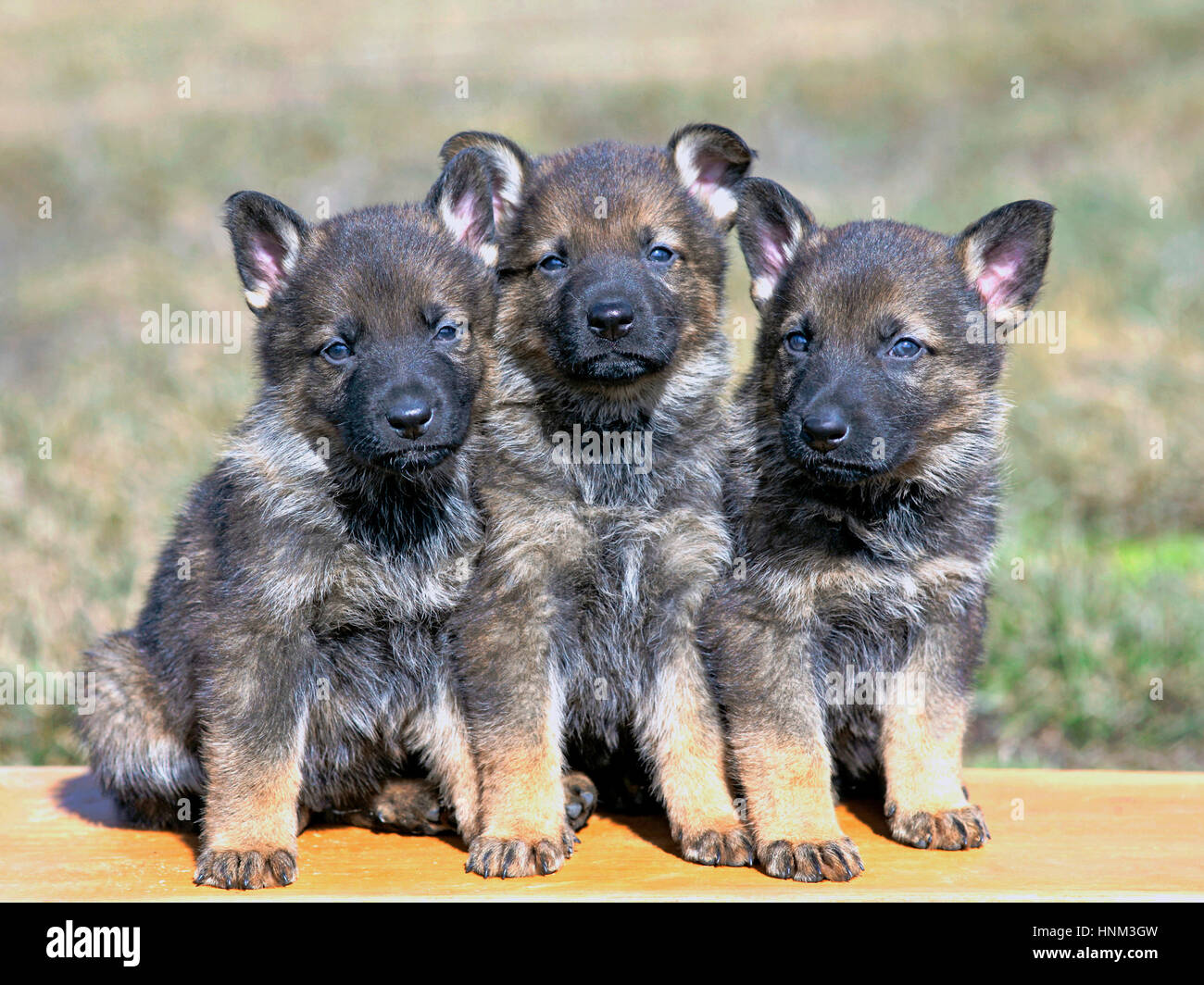 Drei Deutsche Schäferhund Welpen, 5 Wochen alt, gemeinsam auf der ...