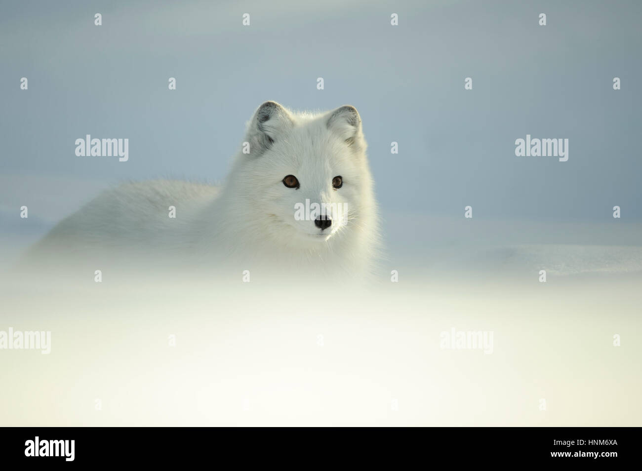 Fuchs Polarfuchs im Schnee (Alopex Lagopus), Eis - Polarfuchs ...