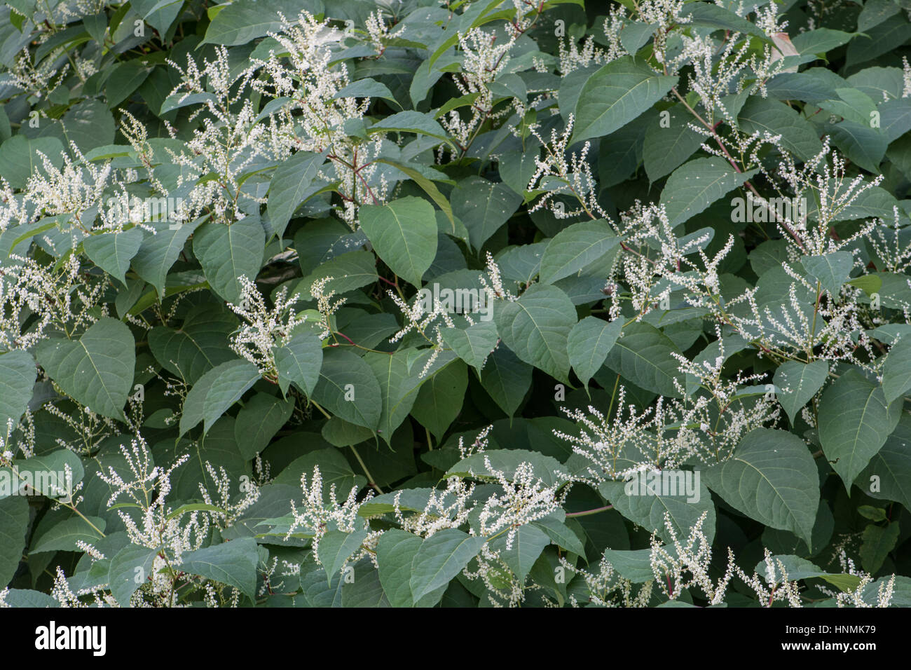 Japanischer staudenknöterich -Fotos und -Bildmaterial in hoher ...