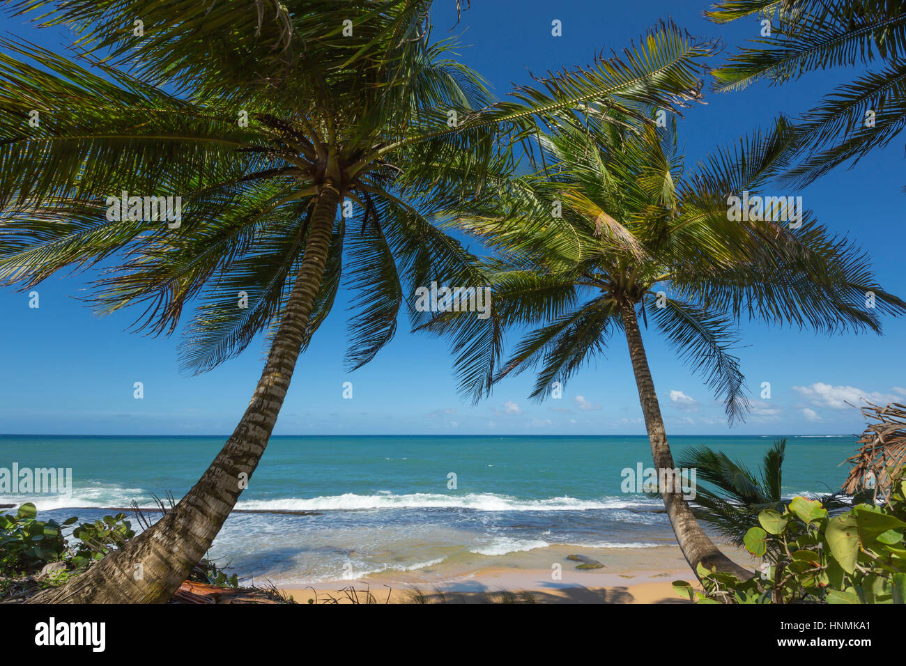 PALMENSTRAND BÄUME PLAYA PINONES LOIZA PUERTO RICO Stockfotografie - Alamy