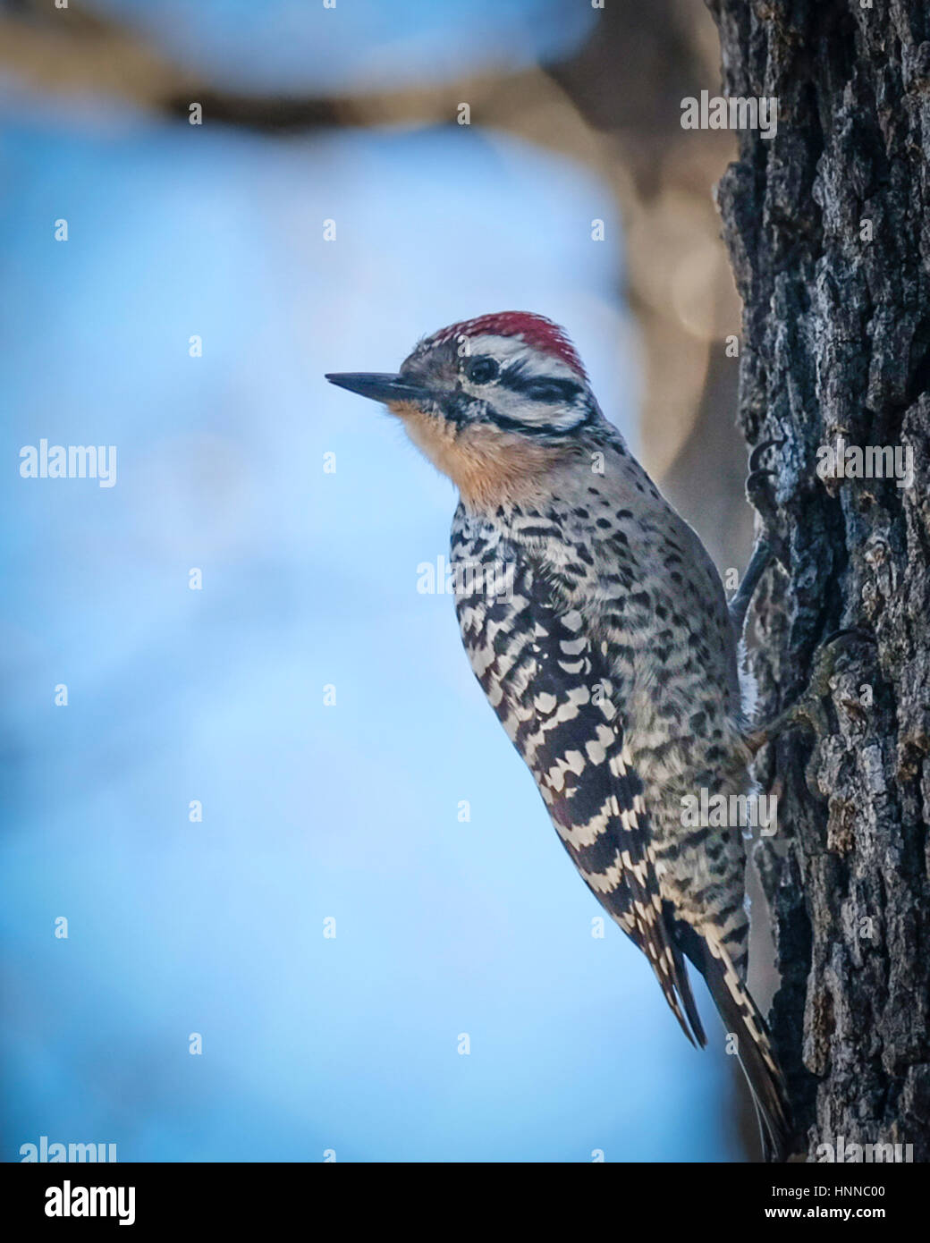 Ladder-Backed Spechte sind ein kleiner Specht-Arten im Südwesten uns ...