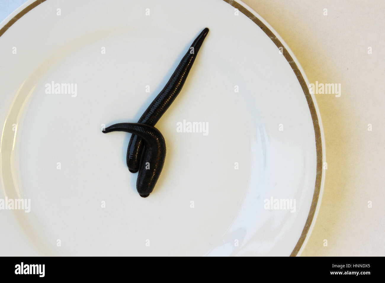 Medizinische blutegel hirudo medicinalis -Fotos und -Bildmaterial in ...