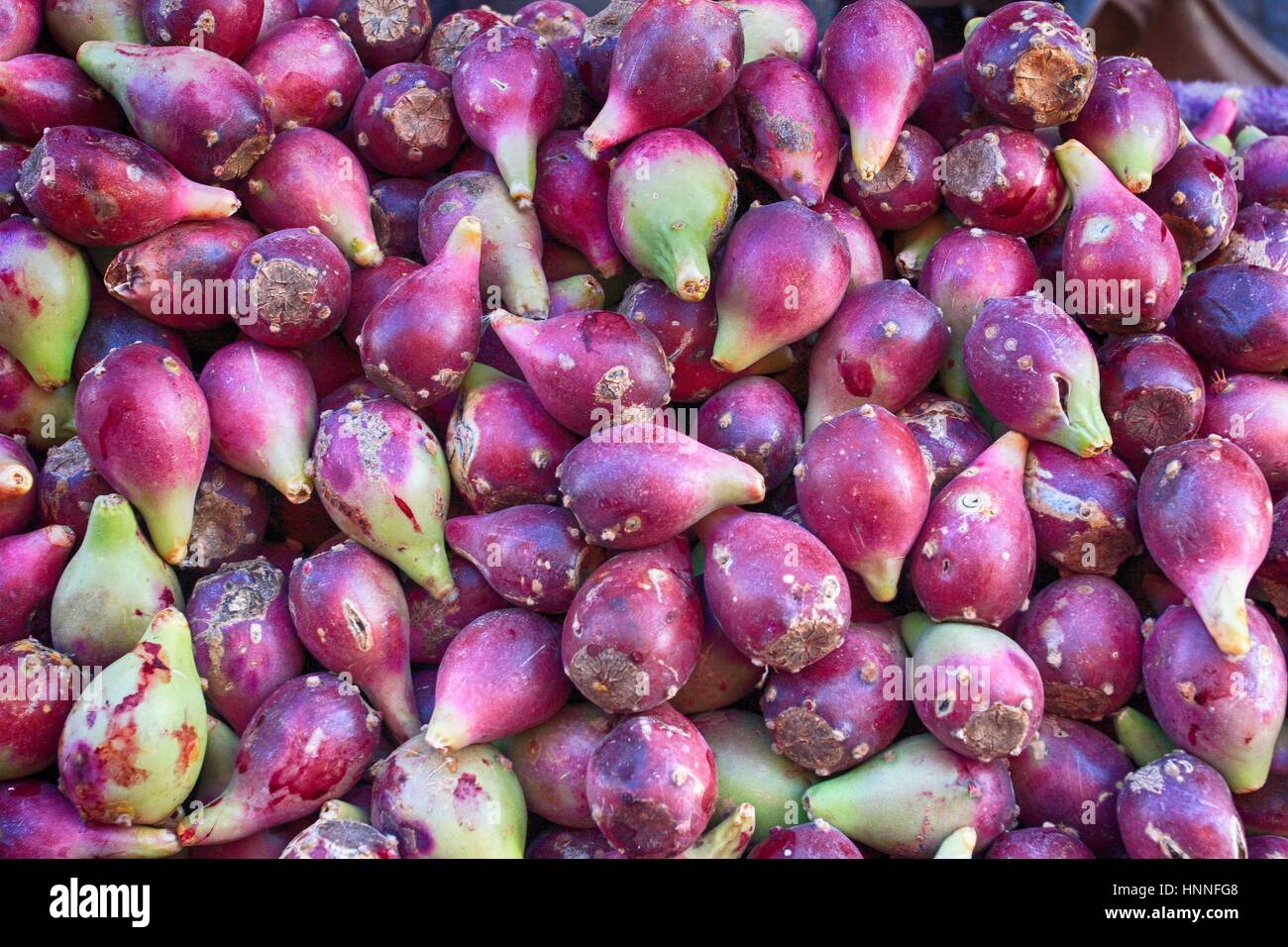 Indische Feige Opuntia Ficus Indica Stockfotos und -bilder Kaufen - Alamy