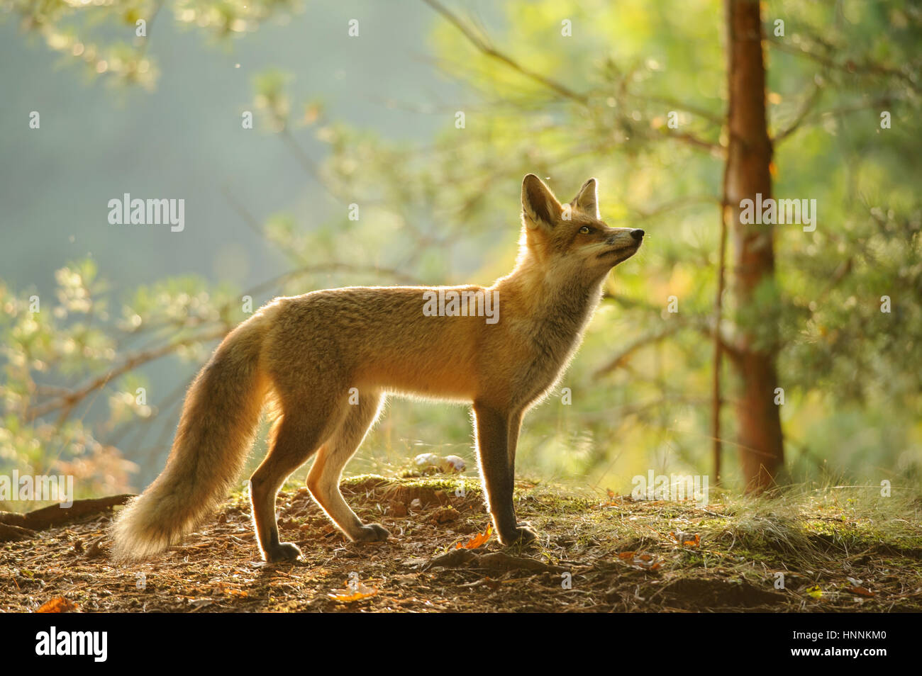 Fuchs Hintergrund Stockfotos und -bilder Kaufen - Alamy