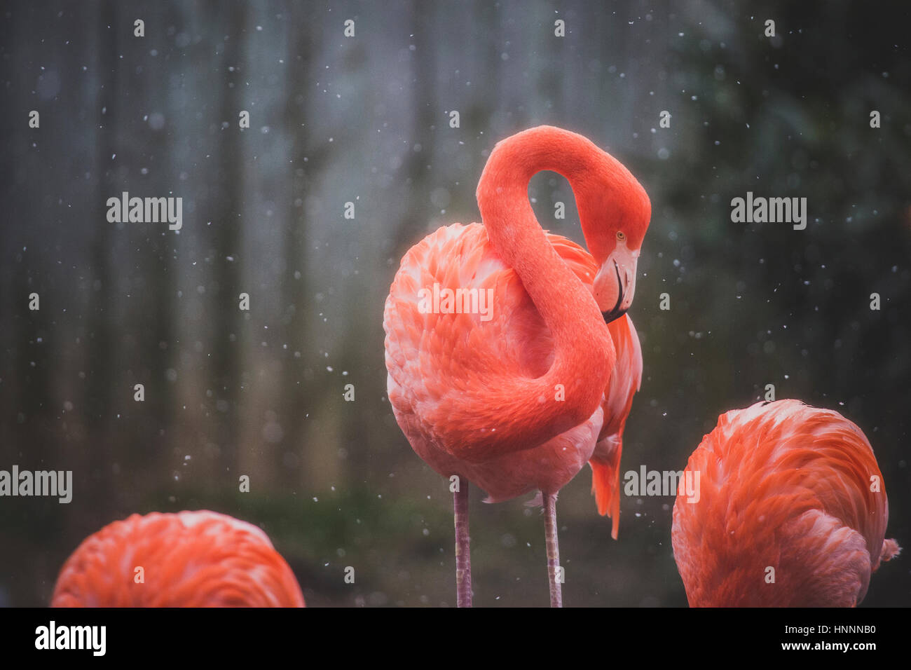 Winter und tiere -Fotos und -Bildmaterial in hoher Auflösung – Alamy