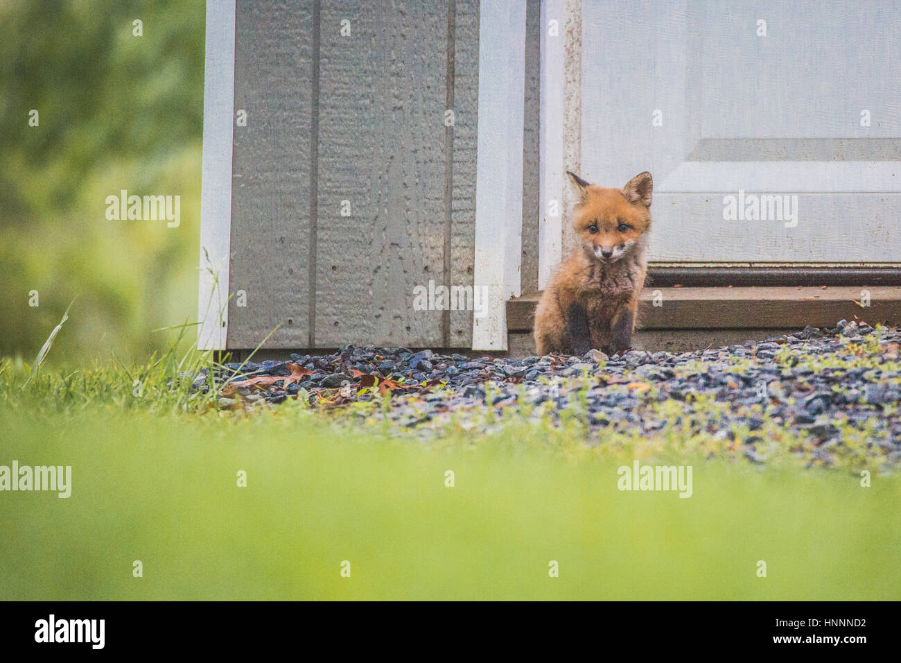 Pawed mammal -Fotos und -Bildmaterial in hoher Auflösung – Alamy