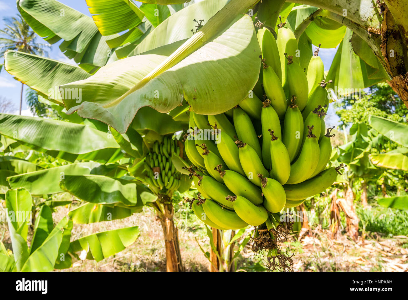 Cavendish banane -Fotos und -Bildmaterial in hoher Auflösung – Alamy