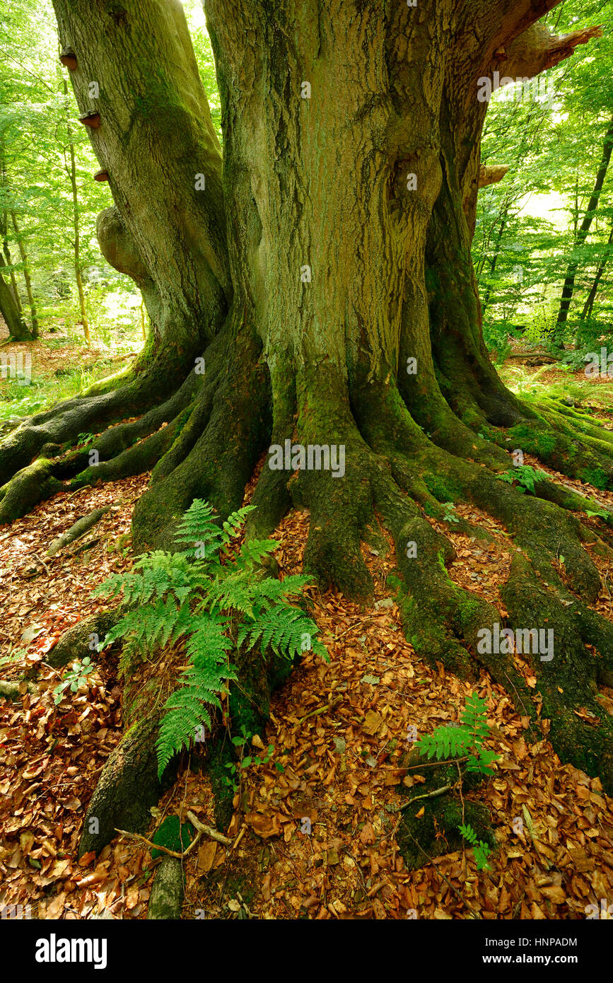 Wurzeln mit Moos und Farnen, riesige Buche (Fagus Sylvatica), Naturwald ...