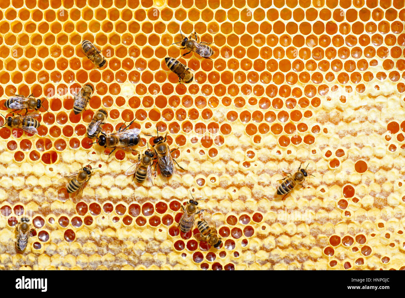 Detailansicht der Arbeitsbienen auf Waben. Honigzellen und ...