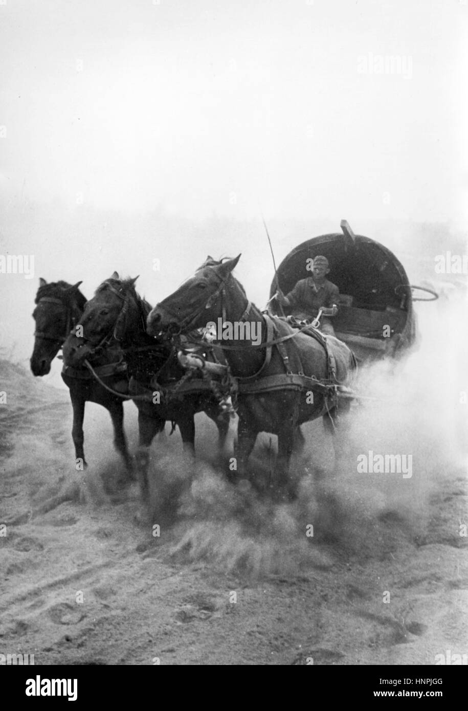 Kriegspferd stalingrad -Fotos und -Bildmaterial in hoher Auflösung – Alamy