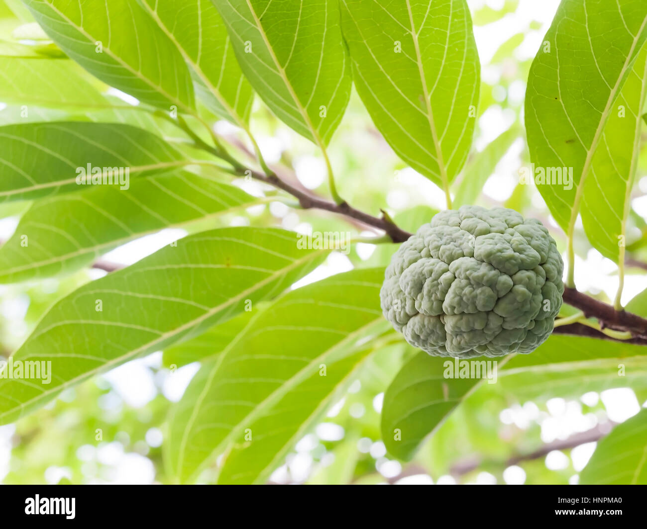 Squamosa zucker apfel sweetsop squamosa -Fotos und -Bildmaterial in ...