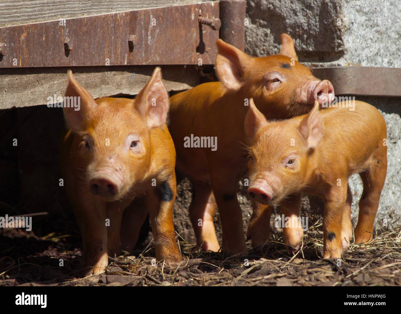 Lokale Schweine Stockfotos und -bilder Kaufen - Alamy