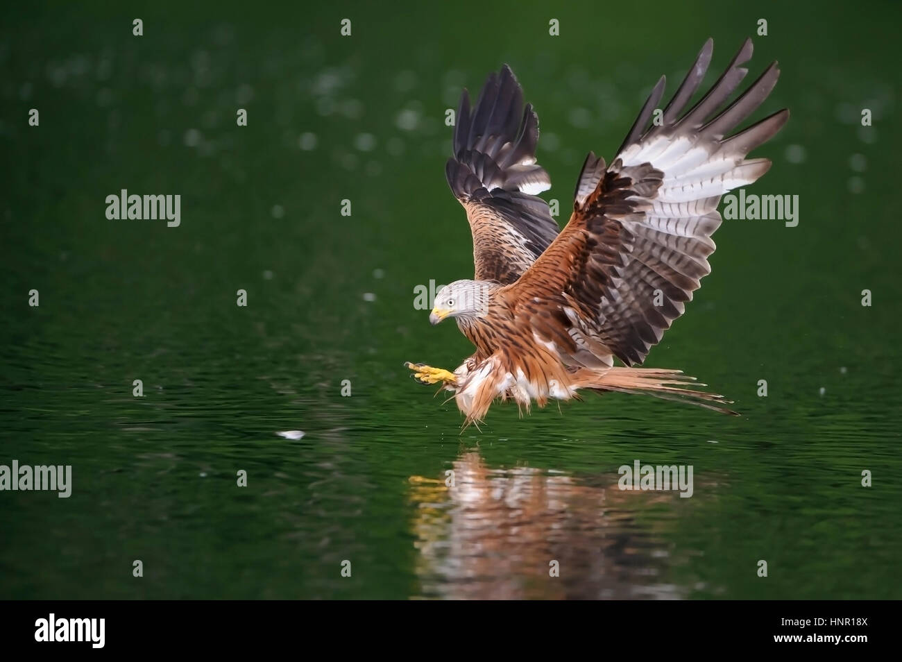 Milvus Milvus, Roter Milan, Rotmilan, Rotmilan, Roter Milan ...