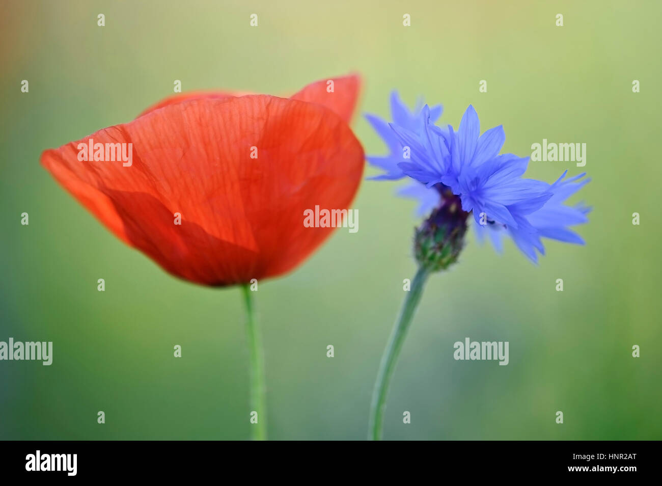 Donnerschlag Mohn, roter Mohn, Klatschmohn, Roter Mohn Stockfotografie ...