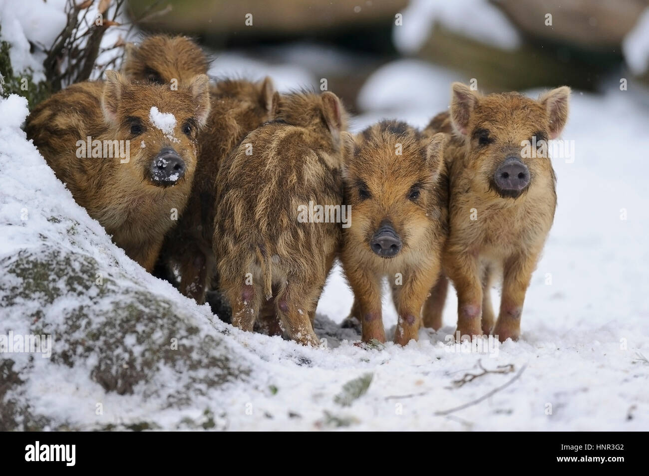 Fotos De Wildschwein Im Schnee ASP Prävention: Wildschweine In Mainz