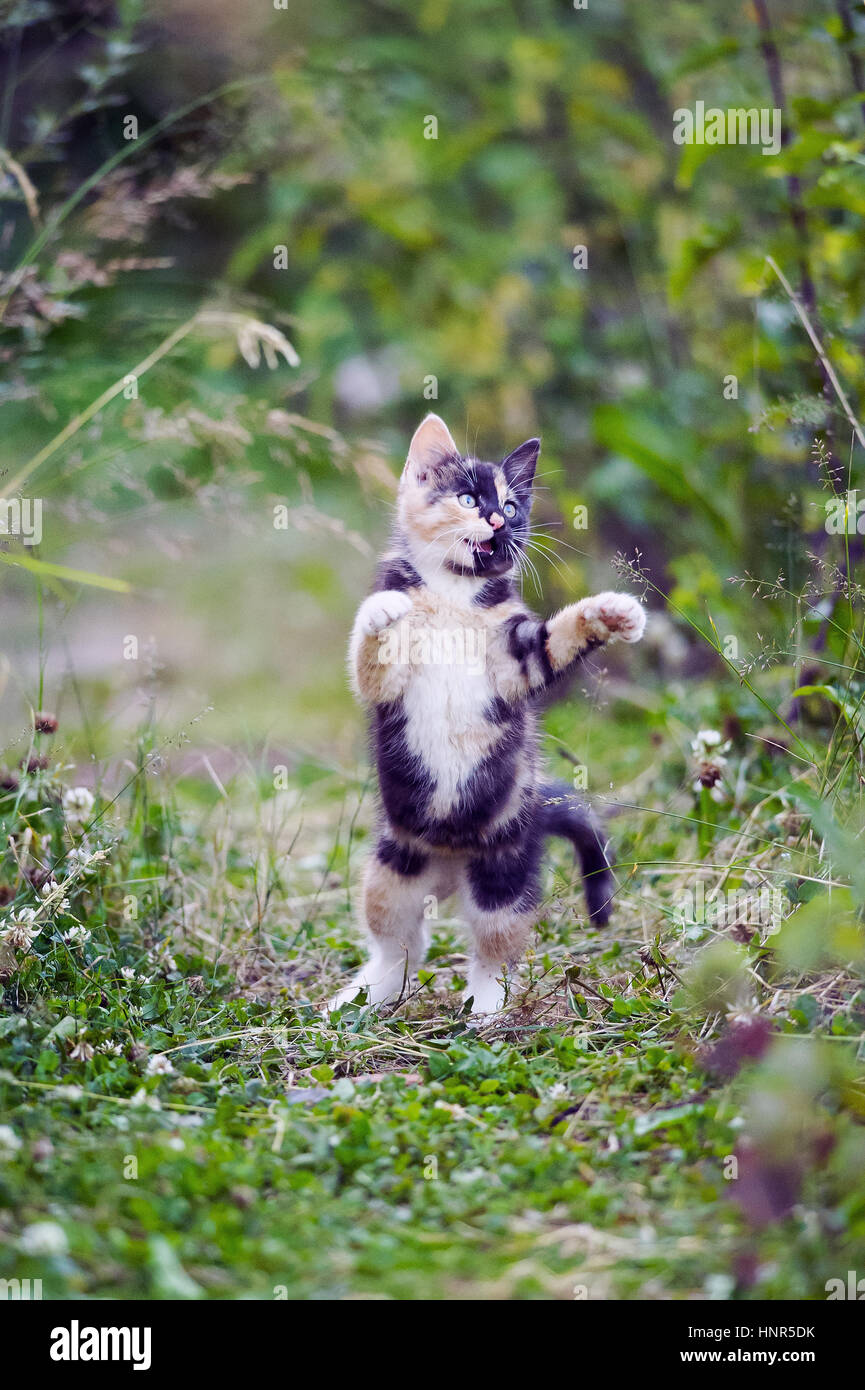 Süße bunte Katze stehend auf Hinterbeine auf hohen grünen Rasen ...