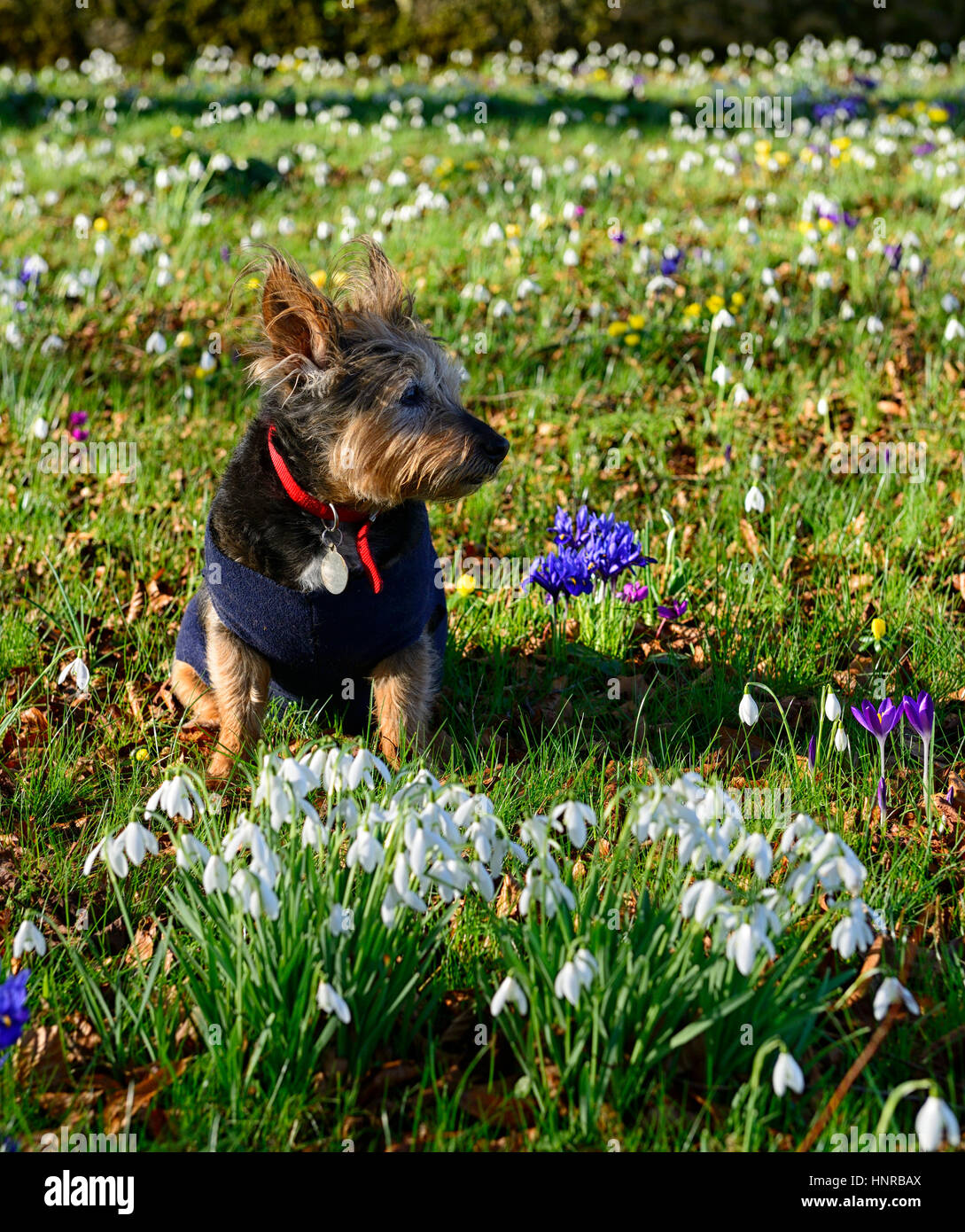 Galanthus Nivalis, Terrier, Hund, Rasen, Hintergrundbeleuchtung ...