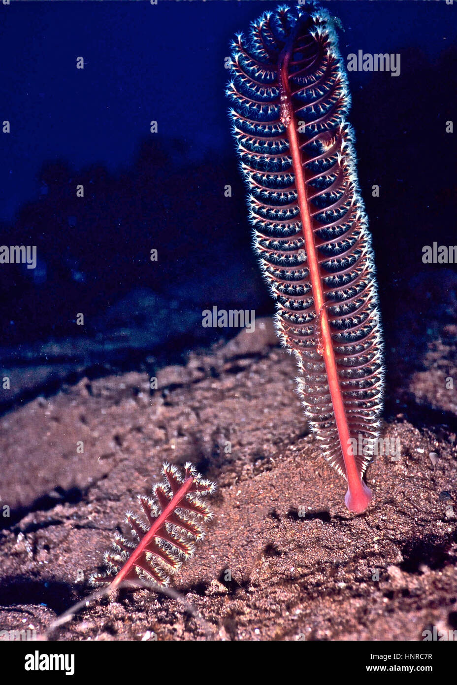Wie federkiel -Fotos und -Bildmaterial in hoher Auflösung – Alamy