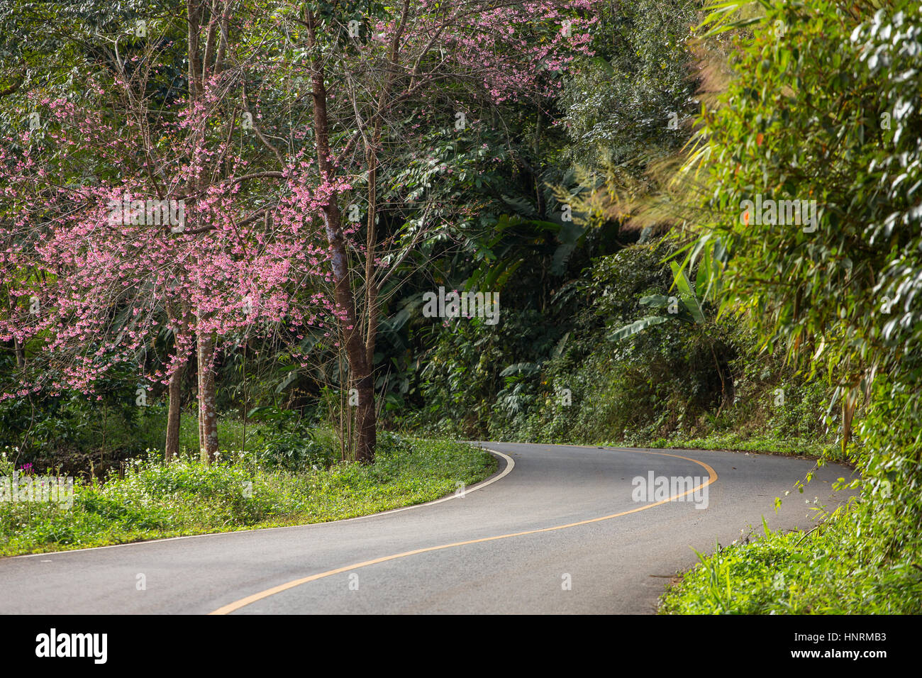 Blühende Sakura-Baum entlang der schönen Straße im Doi Ang Khang ...