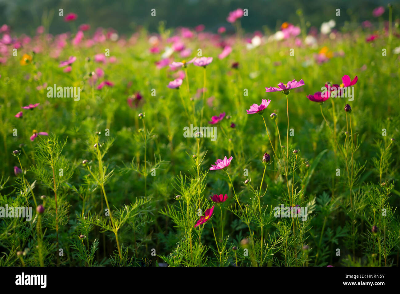 Kosmos Blumenfeld Stockfotos und -bilder Kaufen - Alamy