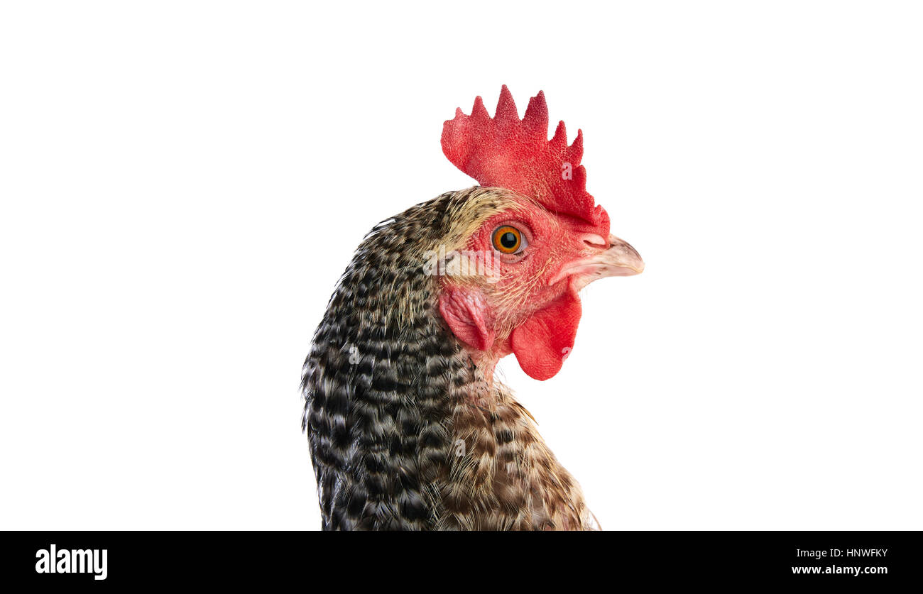 Marans ei -Fotos und -Bildmaterial in hoher Auflösung – Alamy
